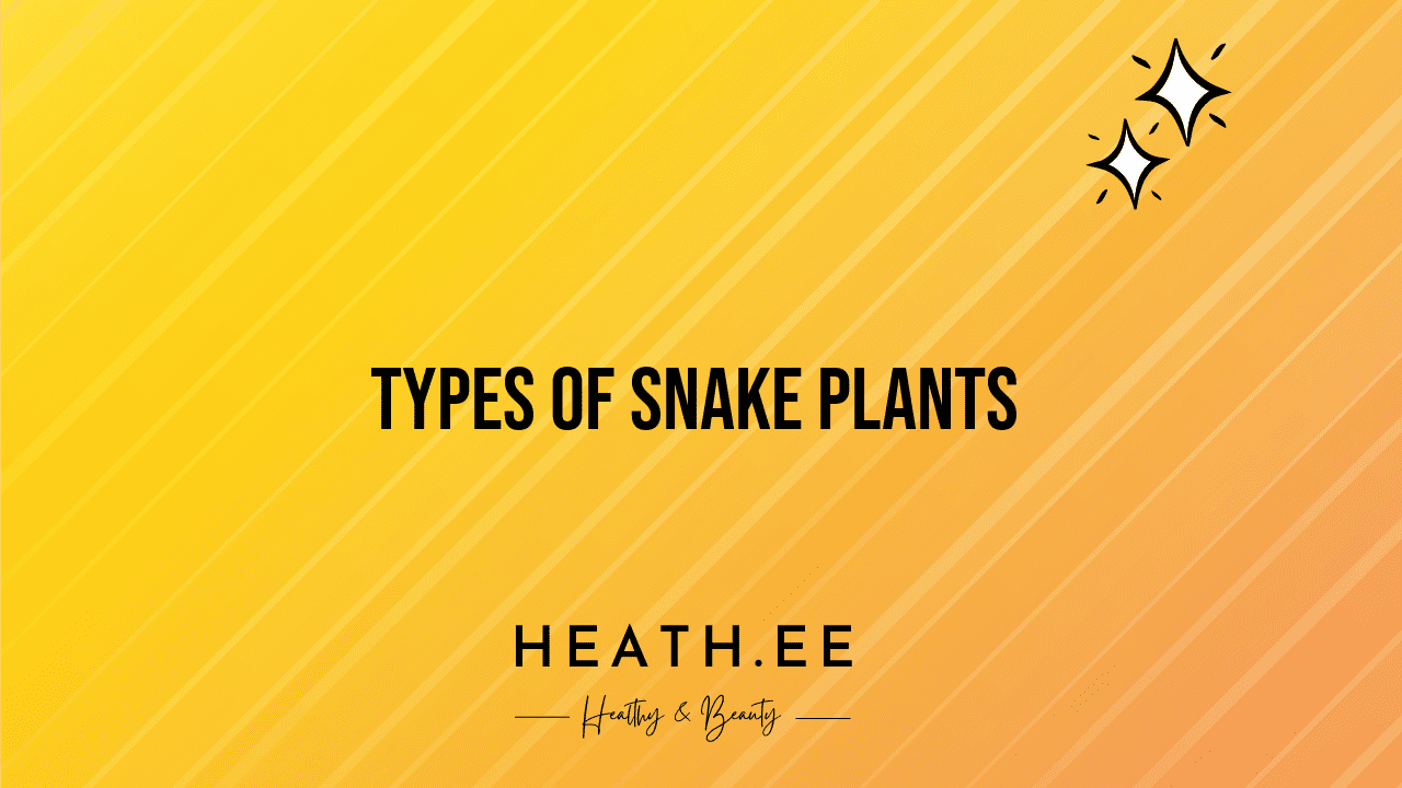 Types of Snake Plants - A Comprehensive Guide to House Plants - Heathe